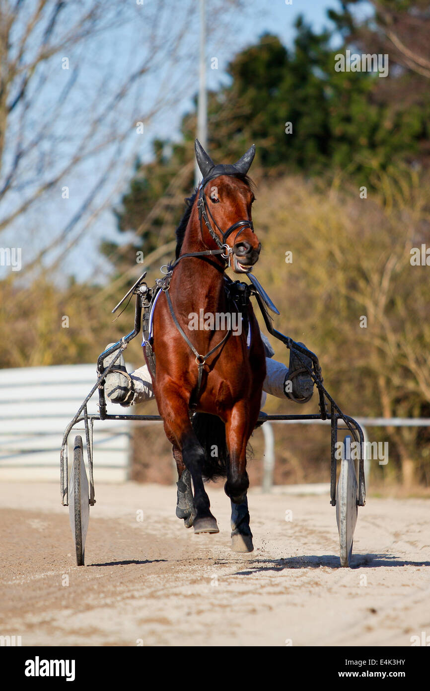 What Is Harness Racing Horse at Brayden Woodd blog