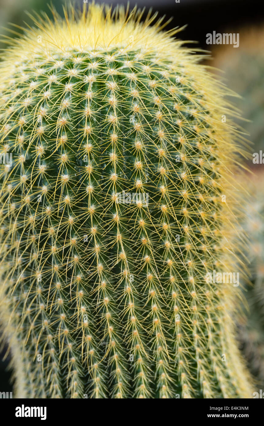 Thorns of a cactus hi-res stock photography and images - Alamy