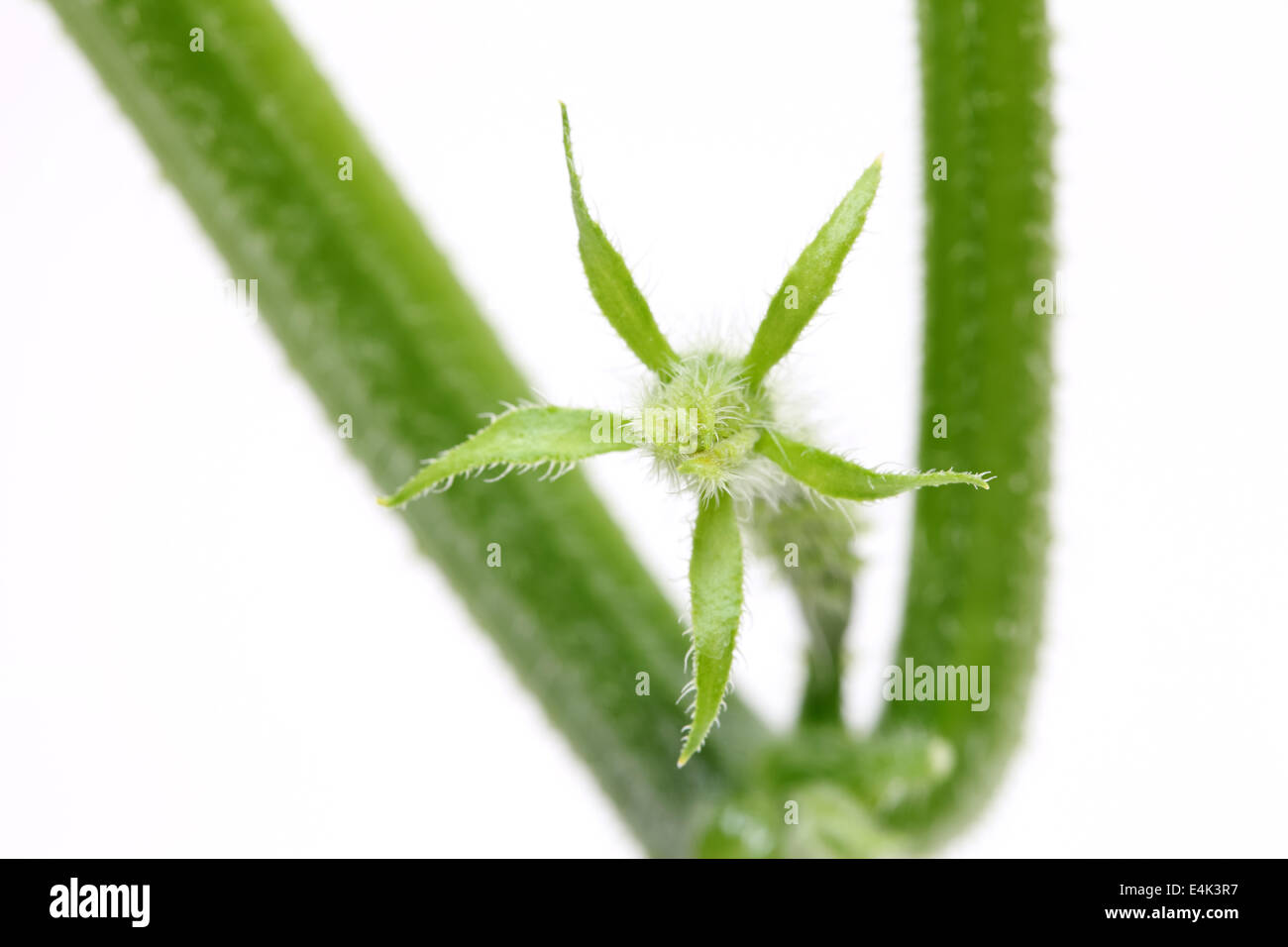 cucumber bud isolated on white Stock Photo - Alamy