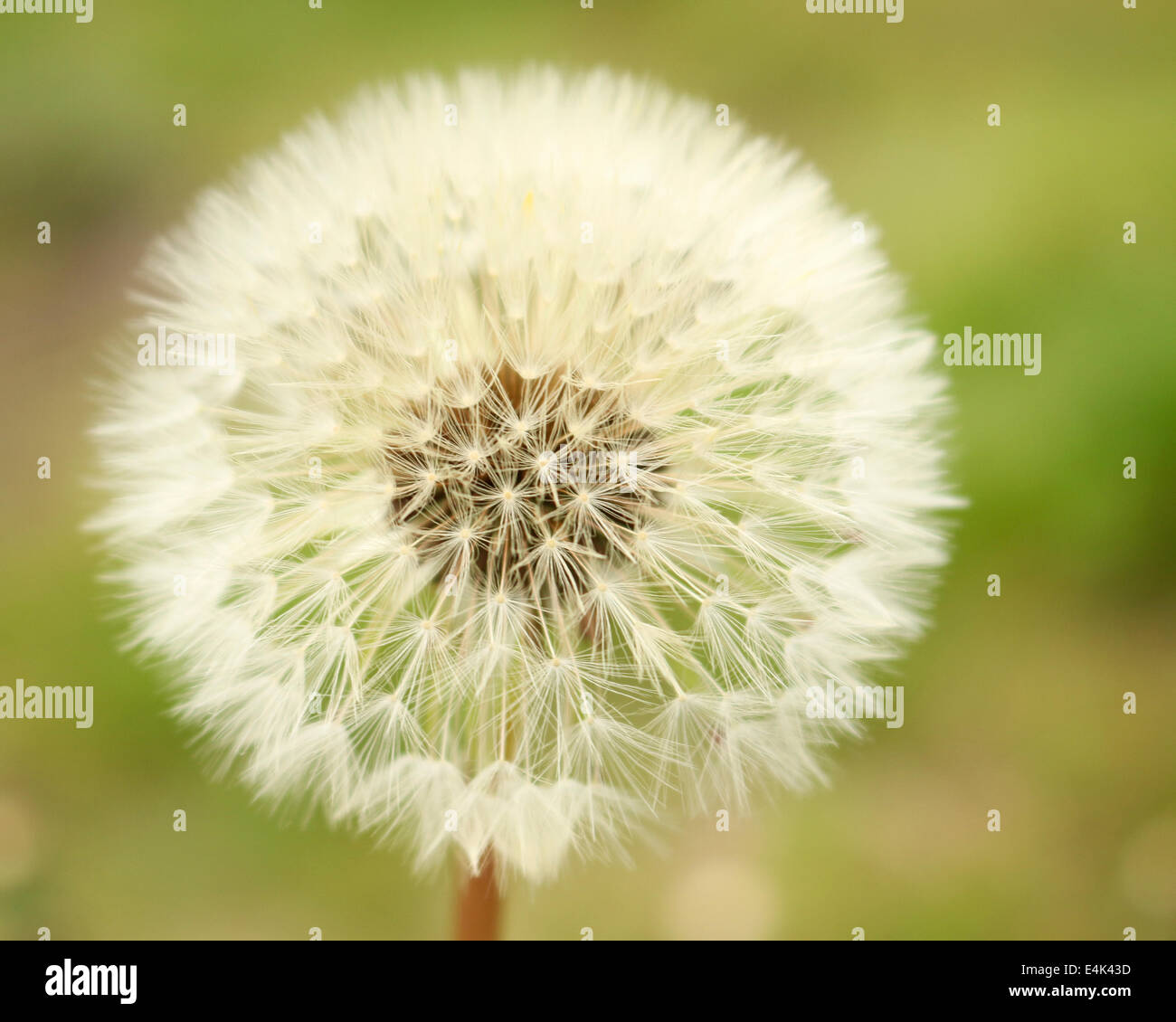 Dandelion(s) in closeup, details. Near Reykjavik Iceland Stock Photo ...