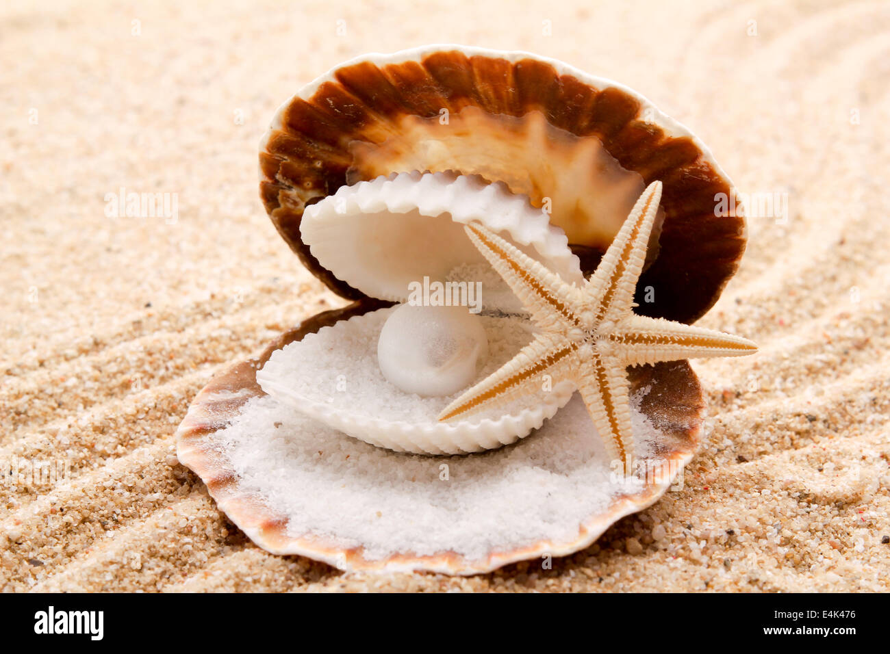 Perfect seashells hi-res stock photography and images - Alamy