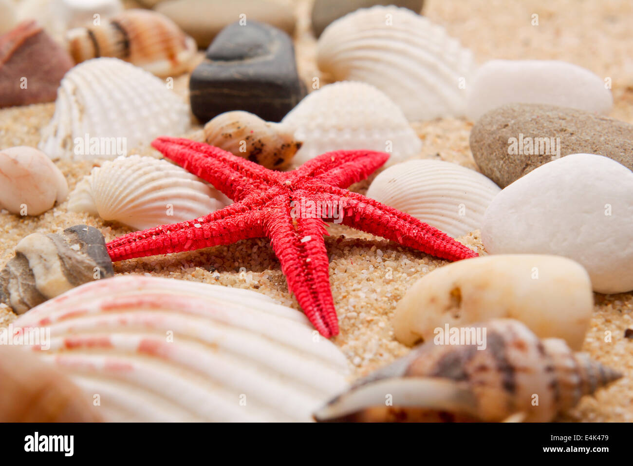 beach with starfish and seashells Stock Photo - Alamy