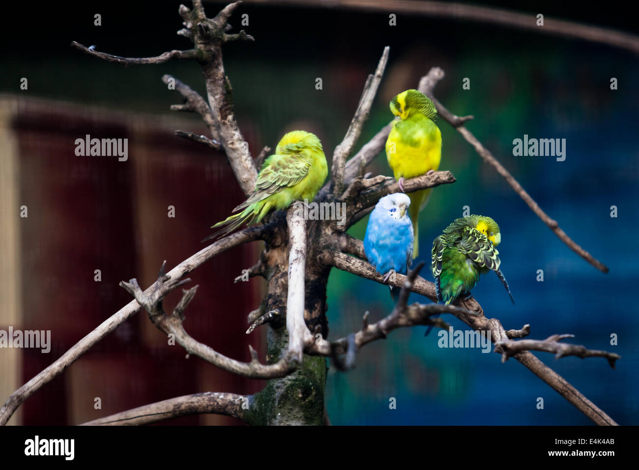 group of beautiful parrots in a tree Stock Photo - Alamy