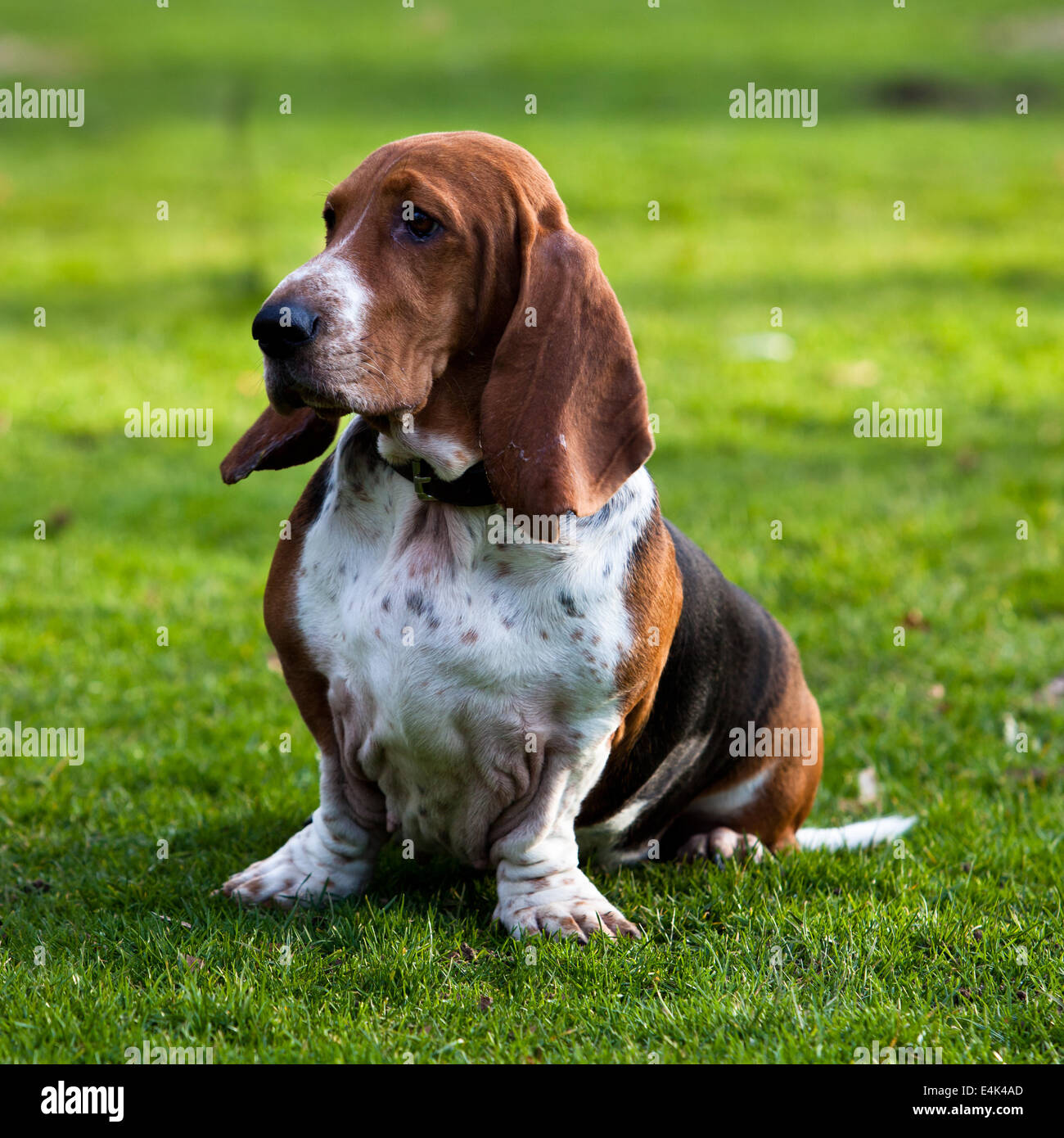 Basset hound tricolor hi-res stock photography and images - Alamy