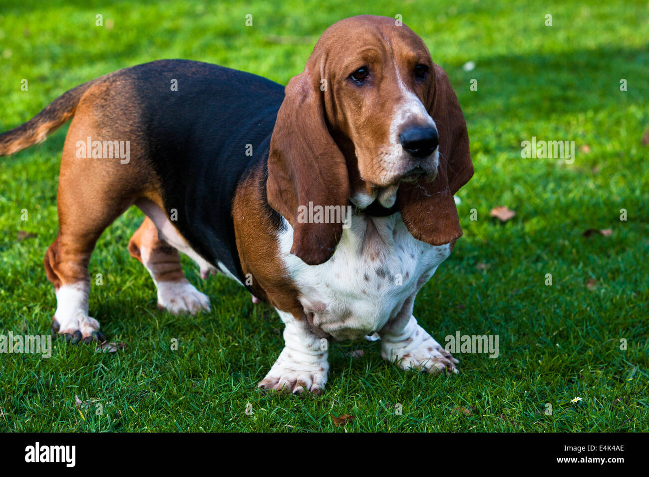 Female basset hound hi-res stock photography and images - Alamy