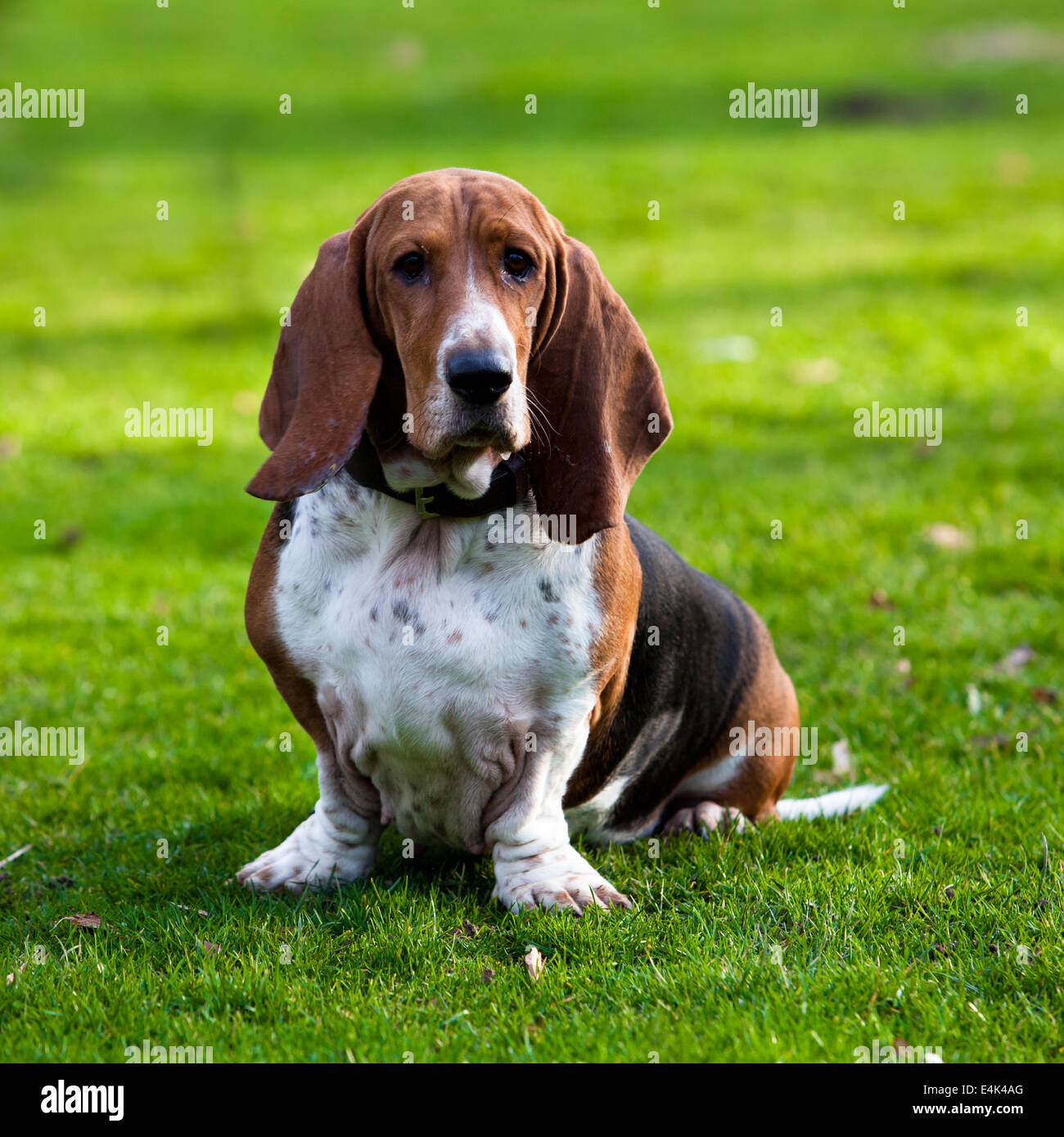 Female basset hound hi-res stock photography and images - Alamy