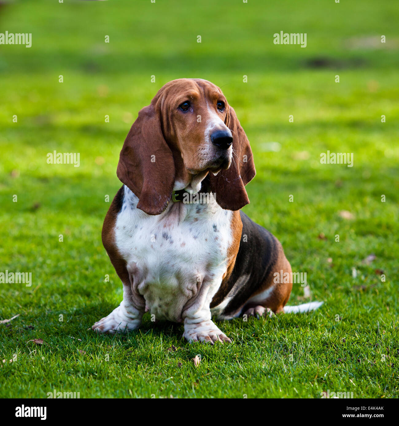 Cute basset hound puppy hi-res stock photography and images - Alamy