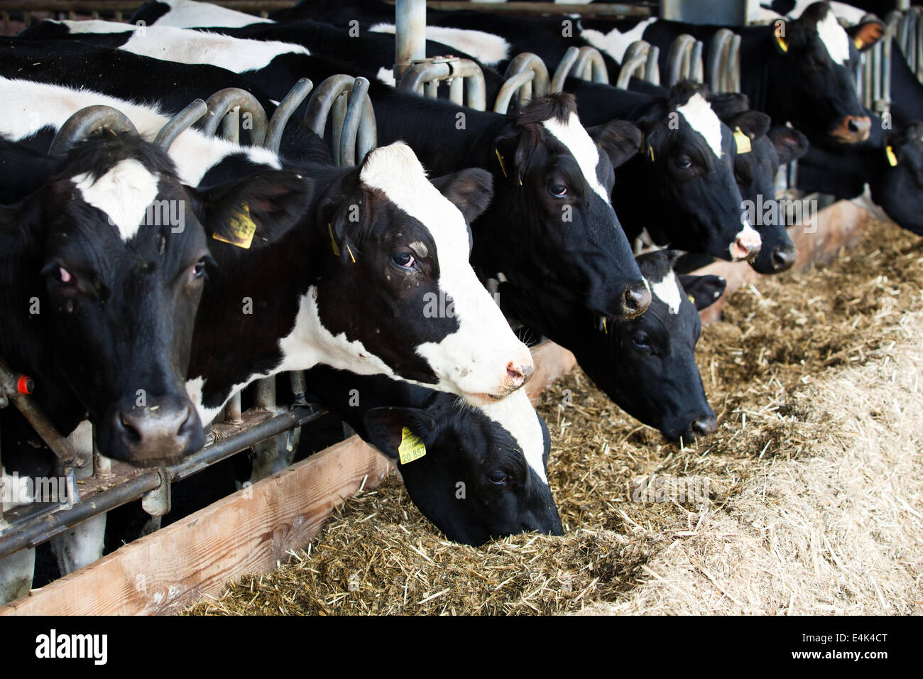Dairy cows in a farm Stock Photo - Alamy