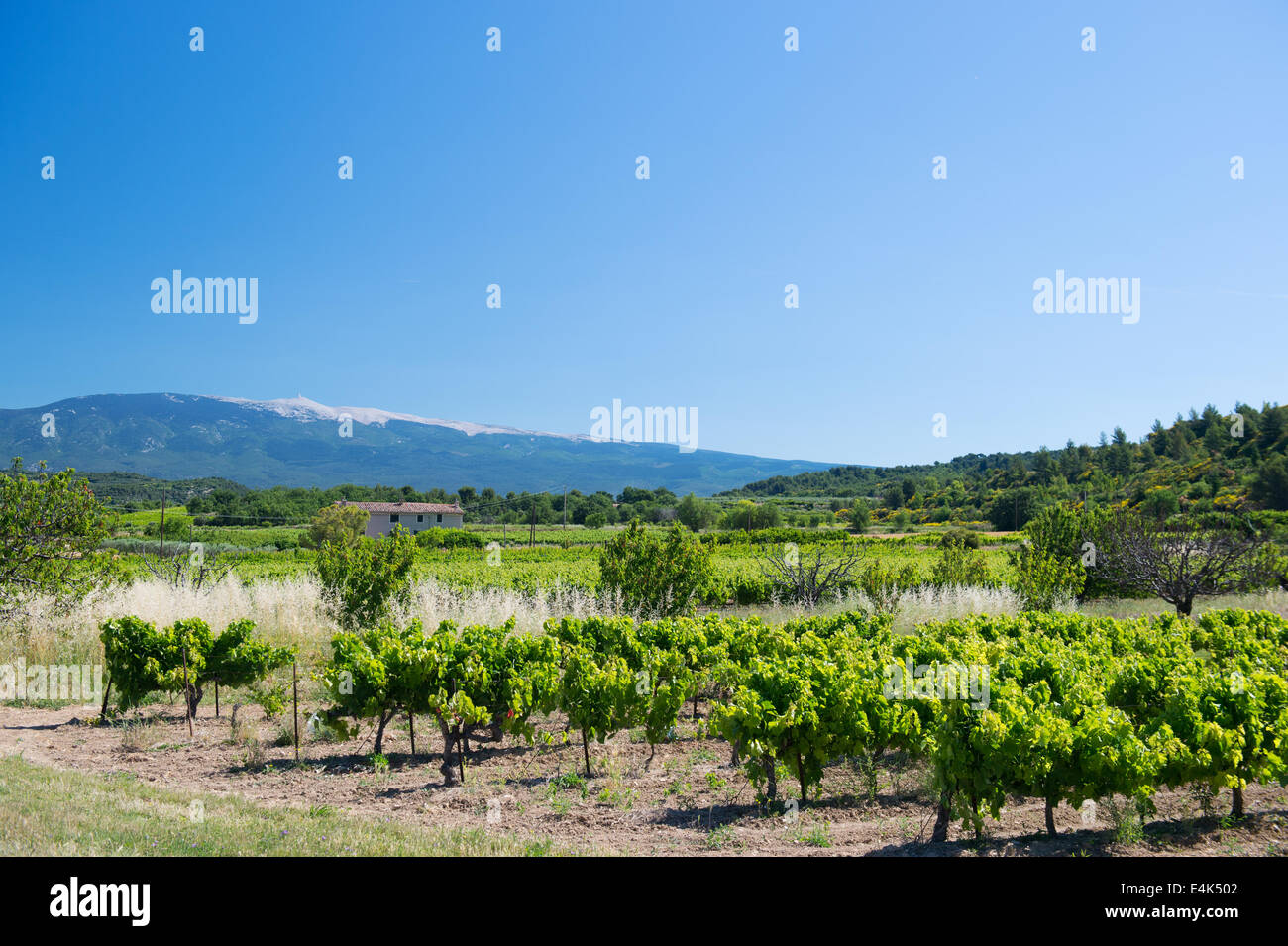 Provence vineyard hi-res stock photography and images - Alamy