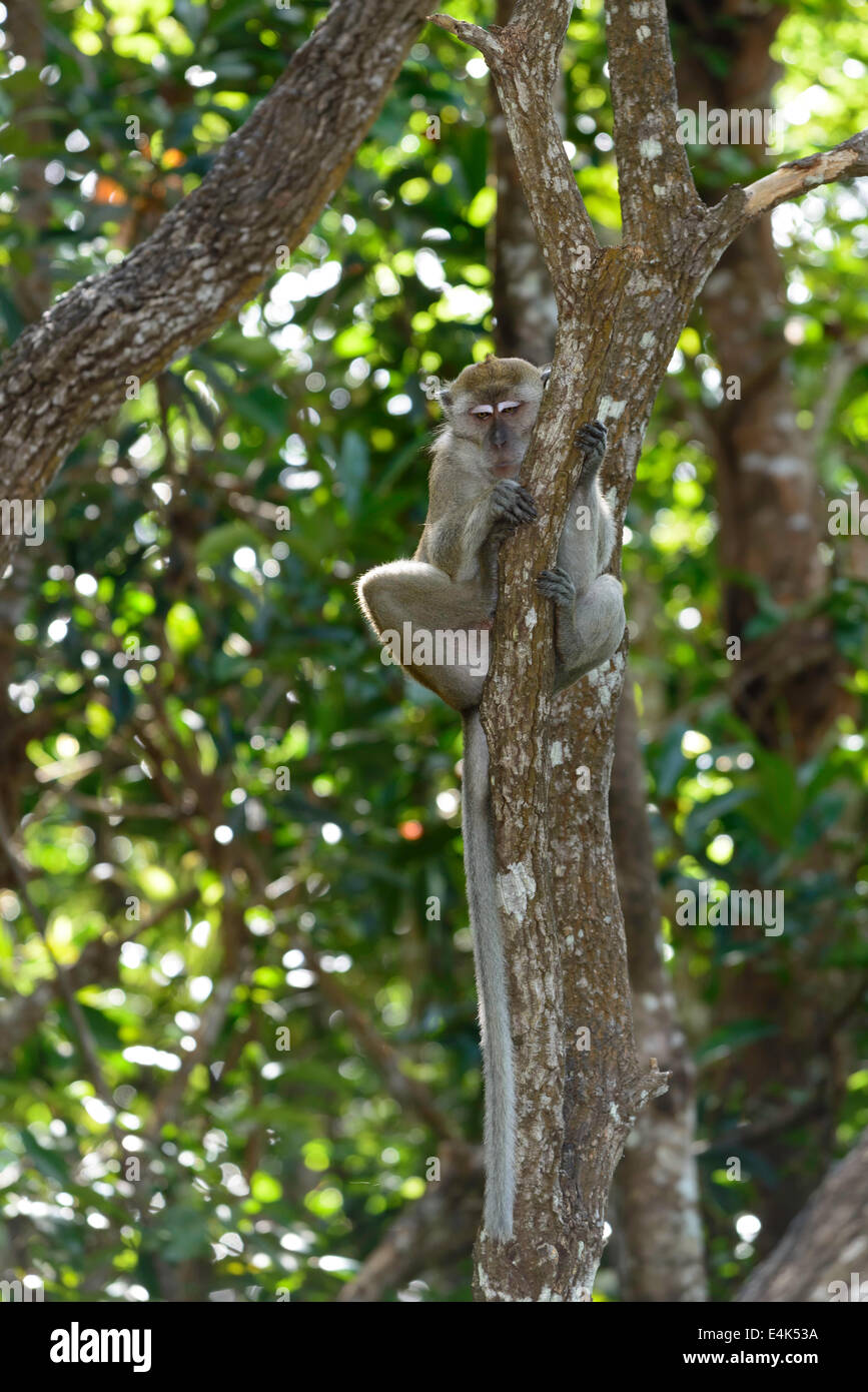Shangri las hi-res stock photography and images - Alamy