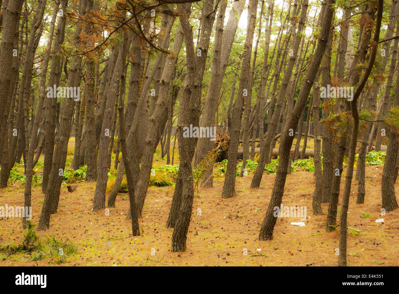 The summer pine forest Stock Photo - Alamy