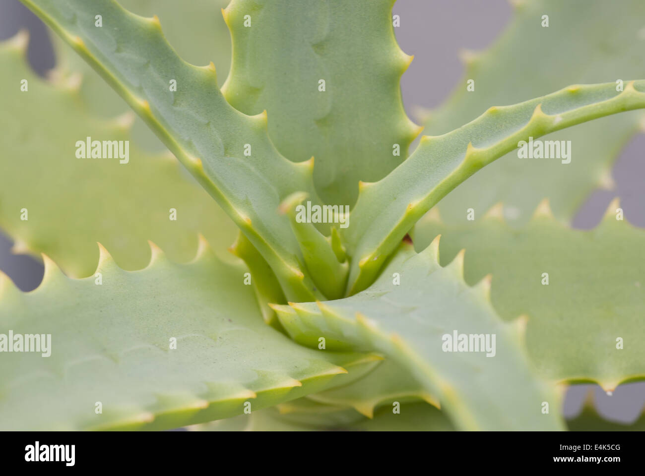 Wild aloe vera hi-res stock photography and images - Alamy