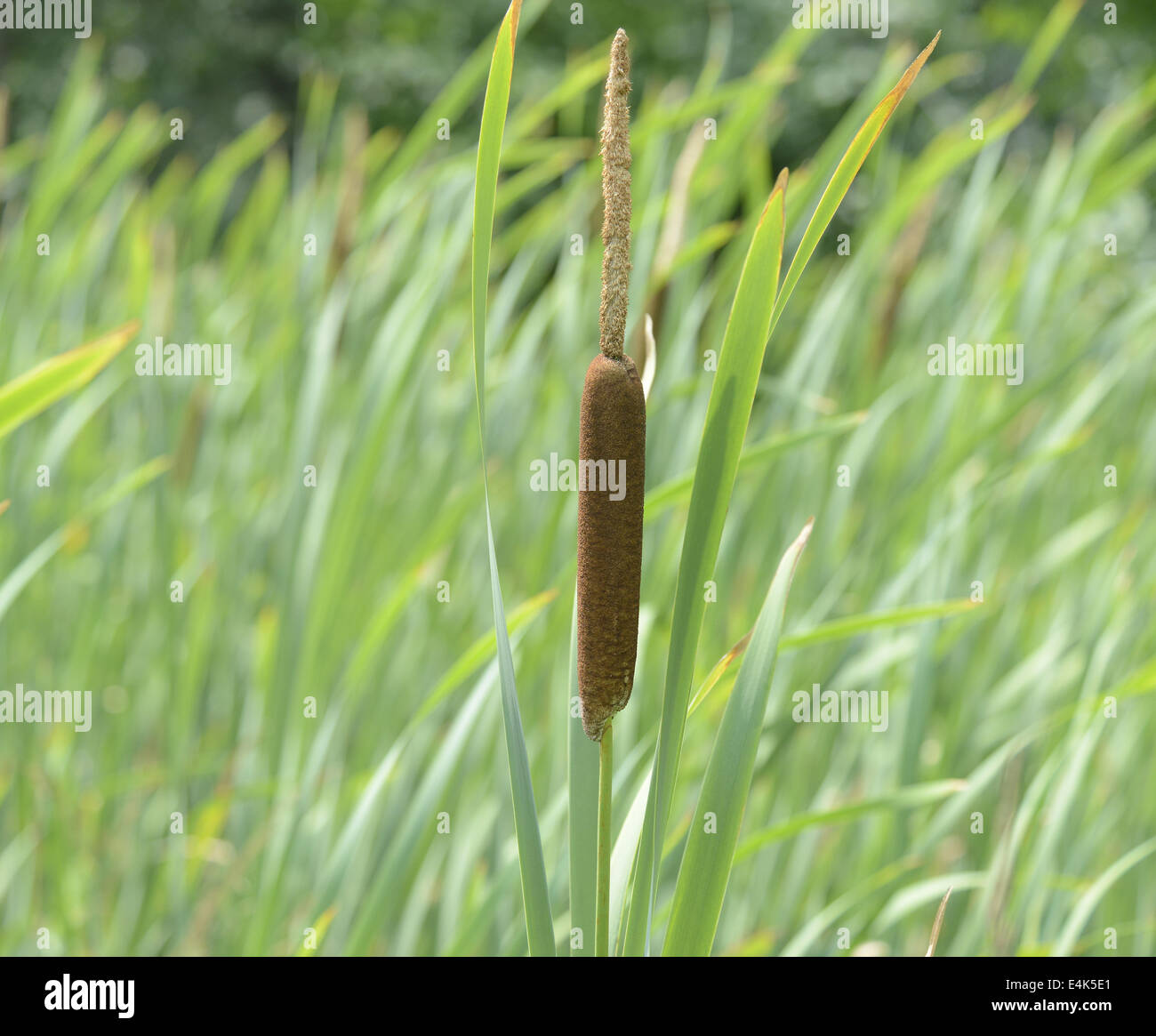 Cattail plant hi-res stock photography and images - Alamy