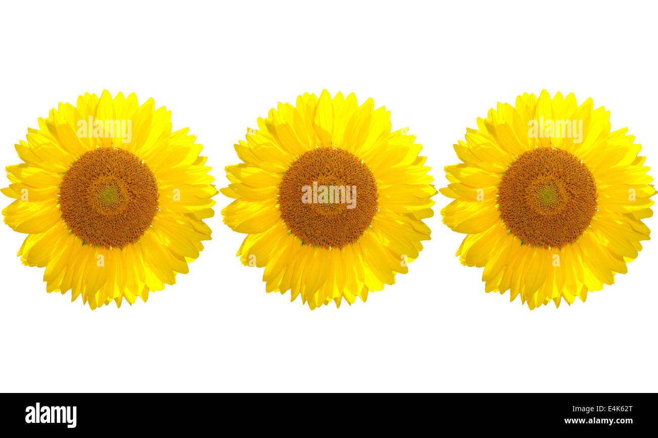 Multi head sunflower hi-res stock photography and images - Alamy
