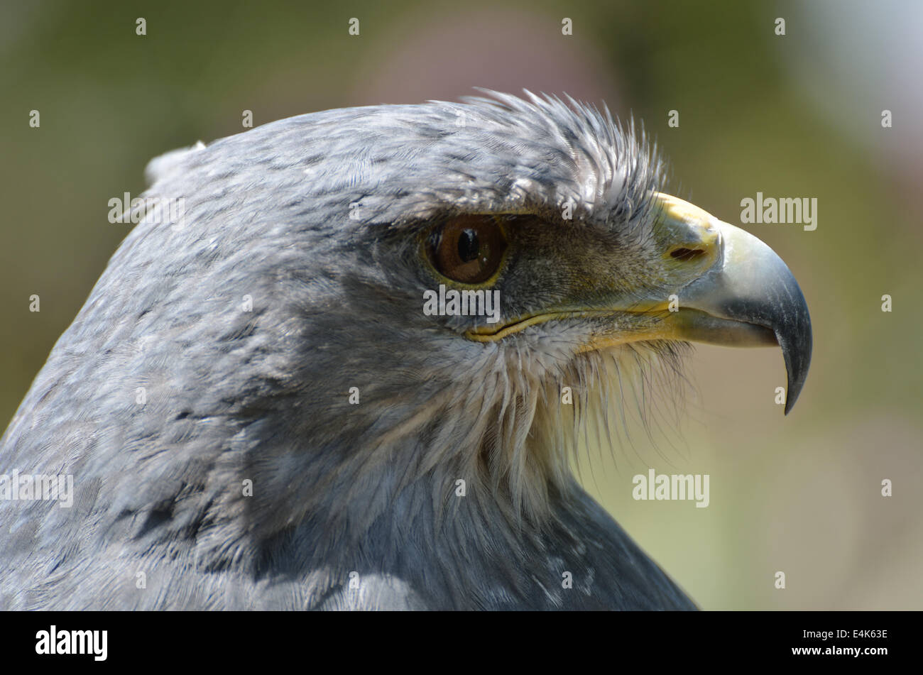 close up of grey hawk head Stock Photo - Alamy