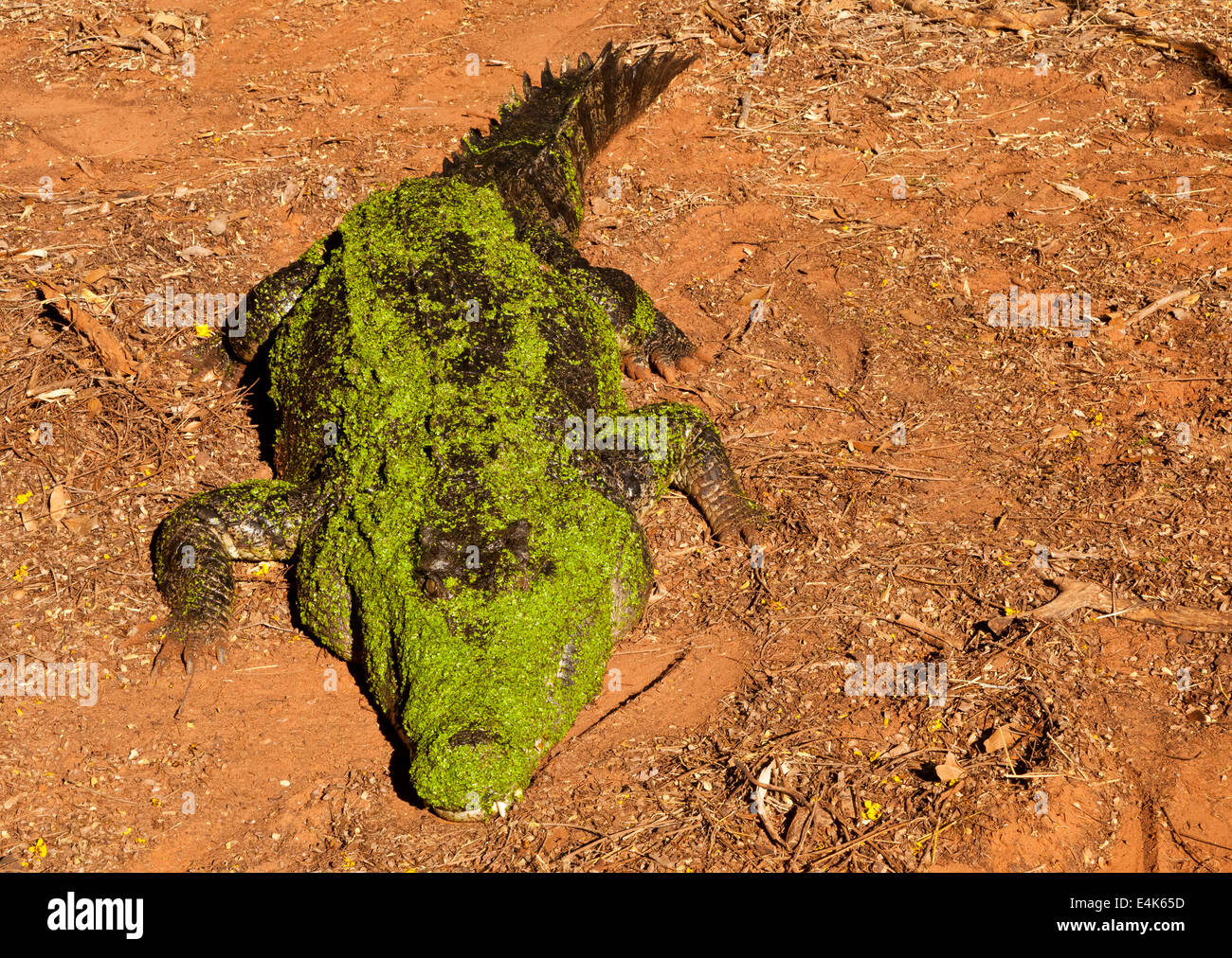 Broome Park Stock Photos & Broome Park Stock Images - Alamy