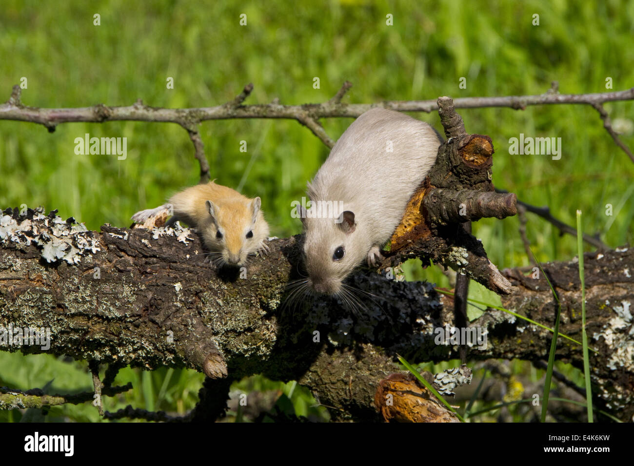 Gerbille hi-res stock photography and images - Alamy