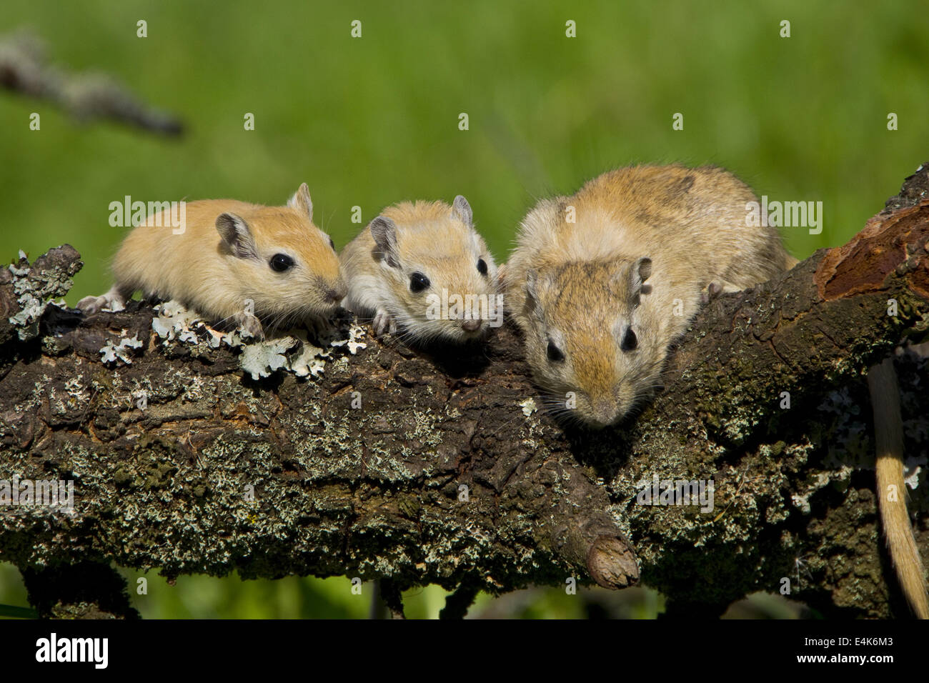 Gerbille hi-res stock photography and images - Alamy