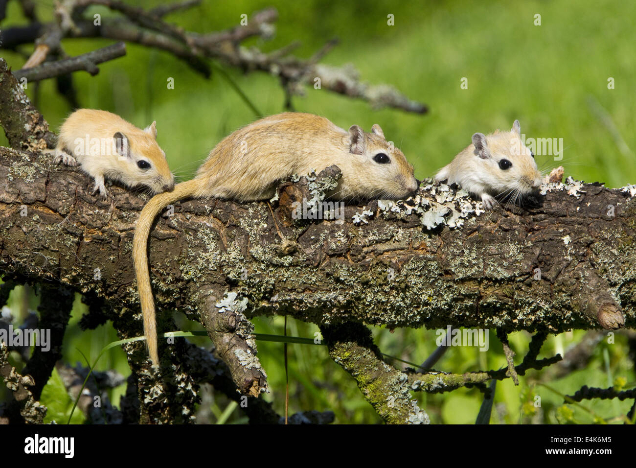 Gerbille hi-res stock photography and images - Alamy