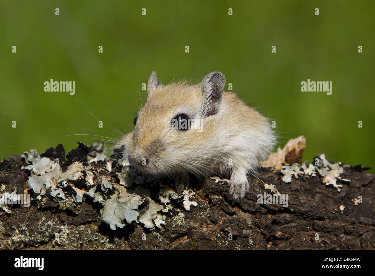 Gerbille hi-res stock photography and images - Alamy