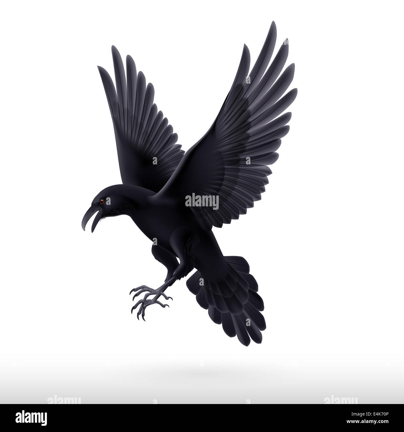 Aggressive black raven isolated on white background Stock Photo - Alamy