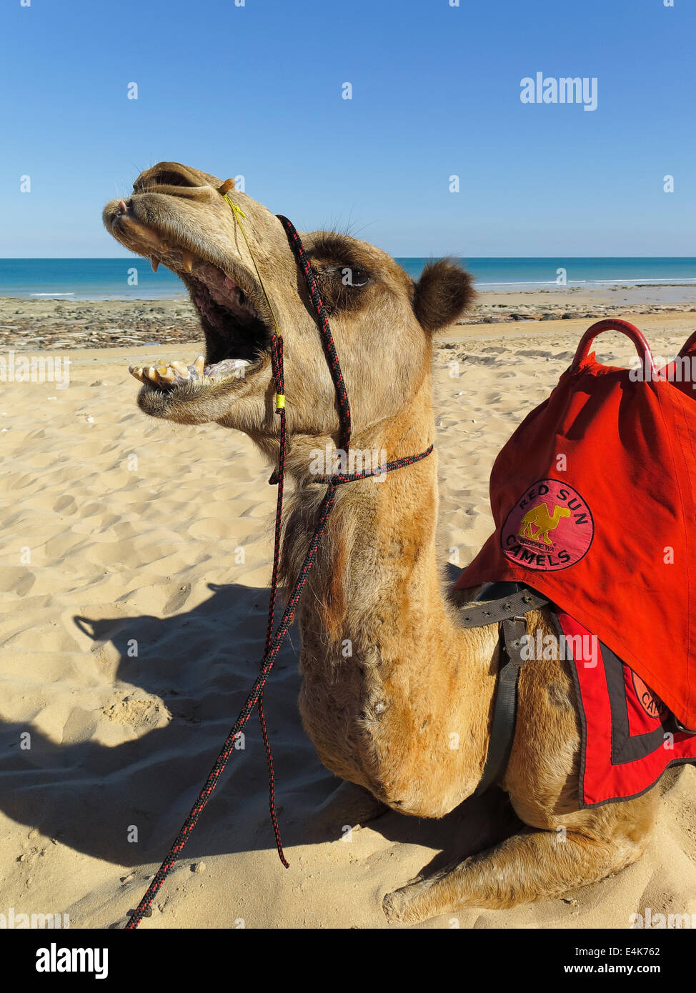 A camel lying on Cable Beach in Broome, Western Australia Stock Photo ...