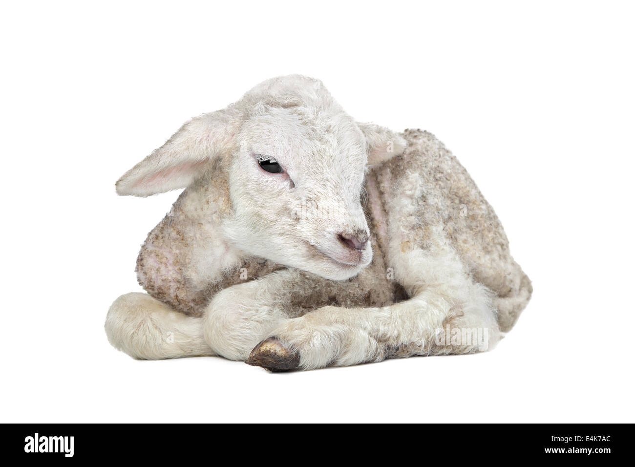 one day old Lamb Stock Photo - Alamy