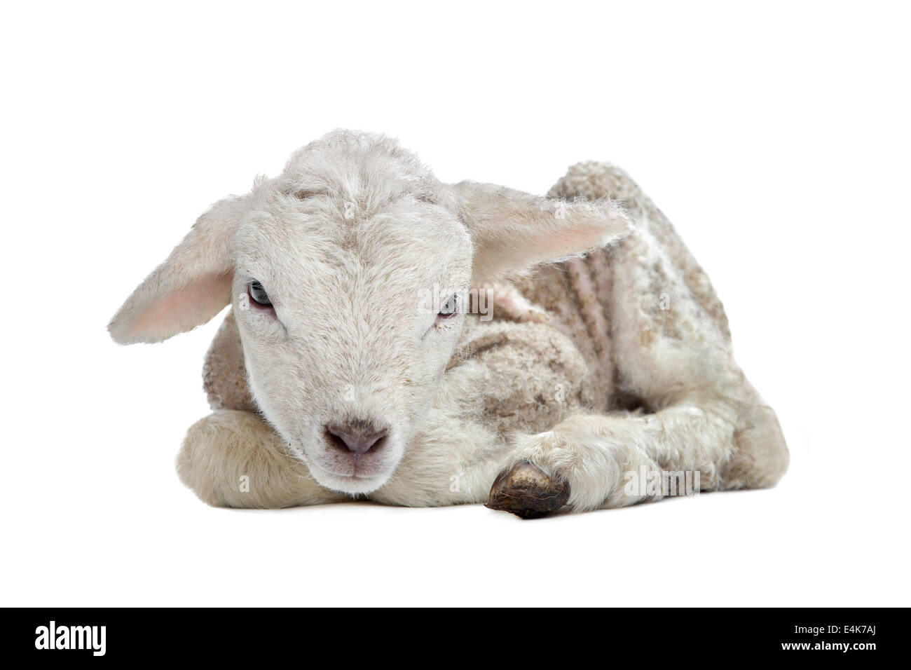 one day old Lamb Stock Photo - Alamy