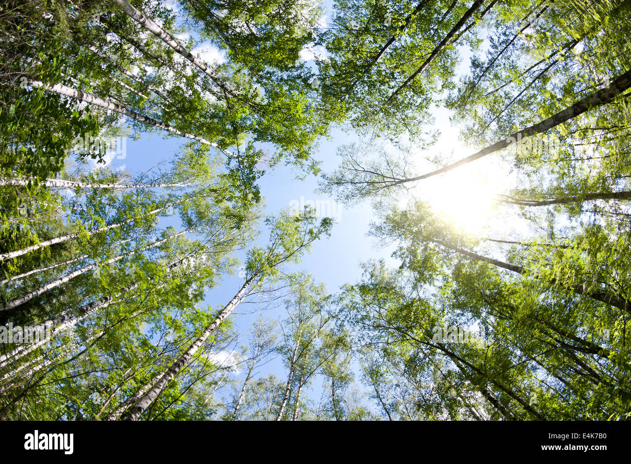 Opening between branches in forest Stock Photo - Alamy