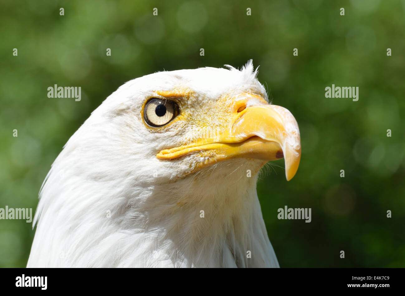 american bald eagle head Stock Photo - Alamy