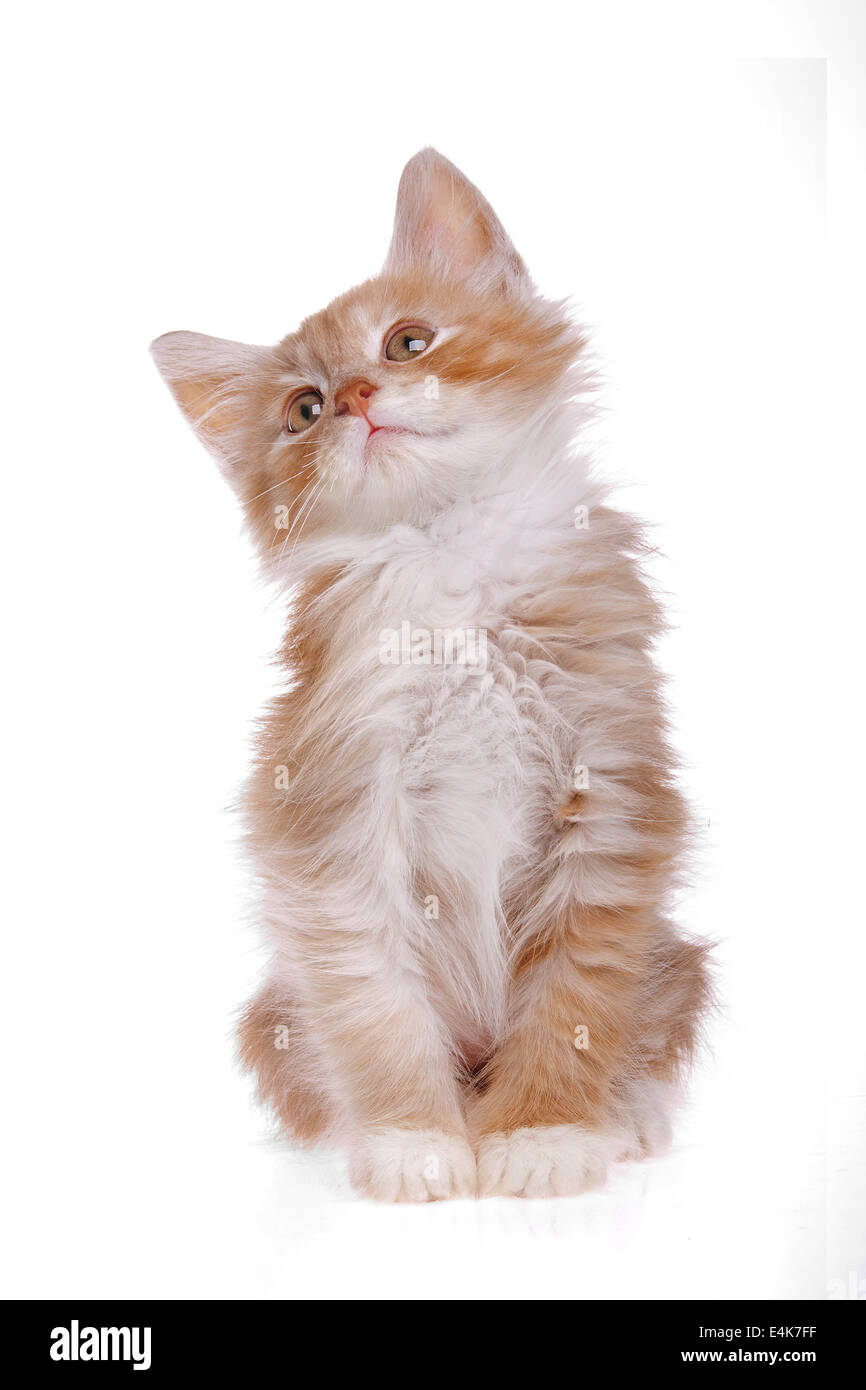 red kitten looking up Stock Photo - Alamy