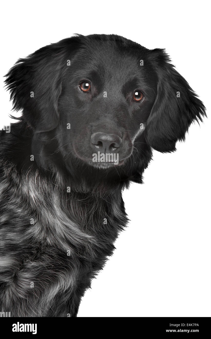 Stabyhoun,Frisian pointing breed Stock Photo - Alamy