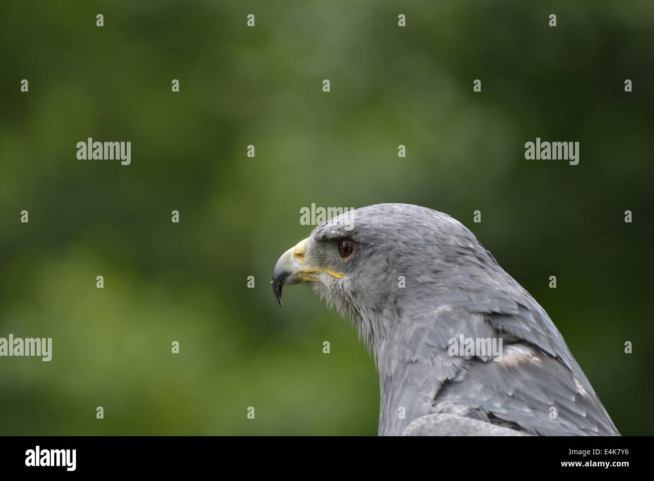 Hawk up hi-res stock photography and images - Alamy