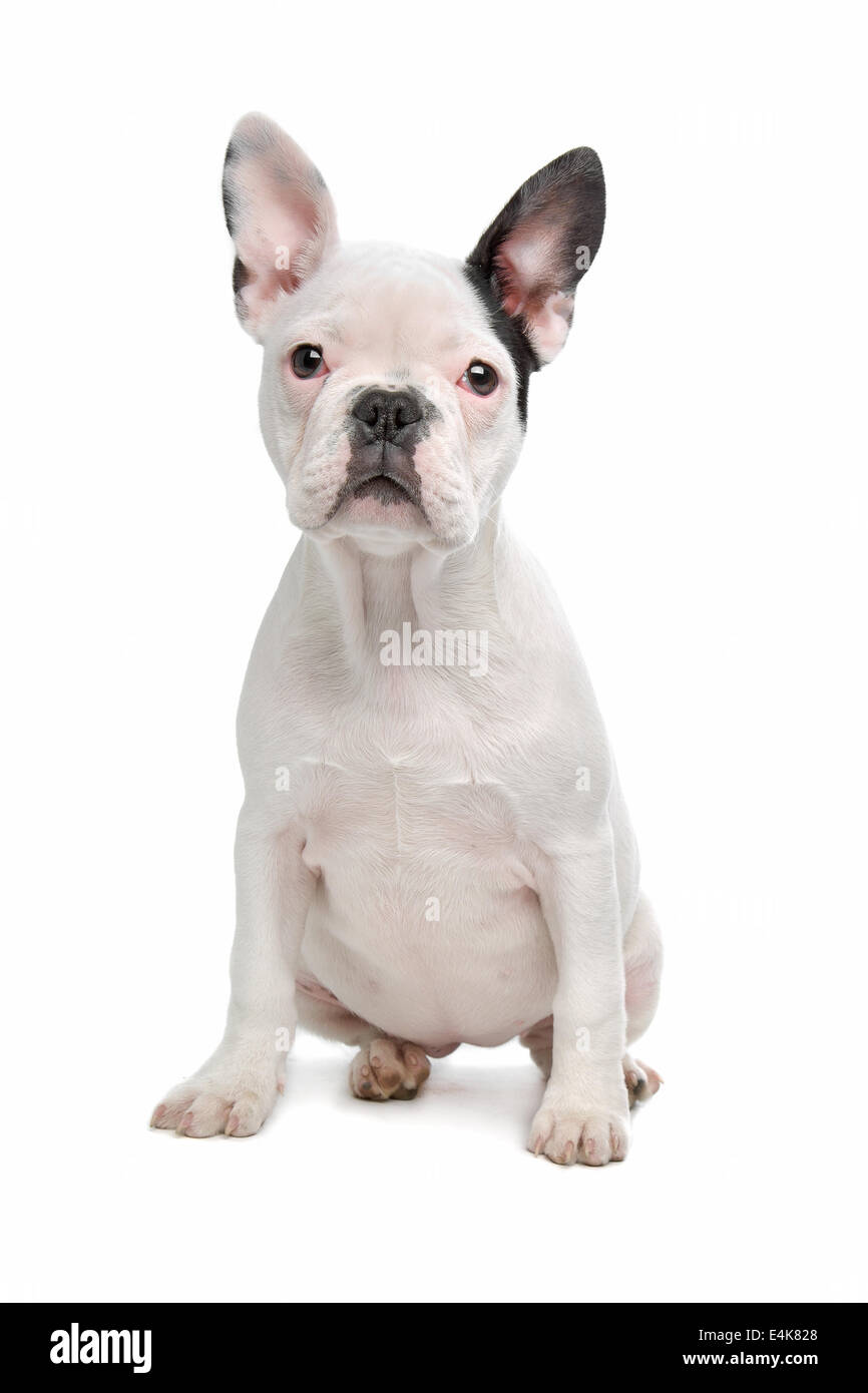Bulldog puppy sitting on Cut Out Stock Images & Pictures - Alamy