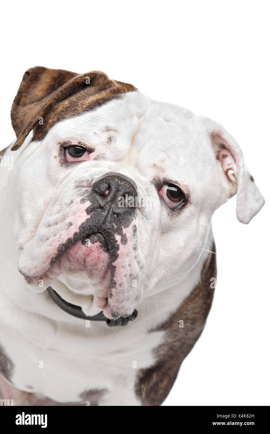Portrait purebred old english hi-res stock photography and images - Alamy