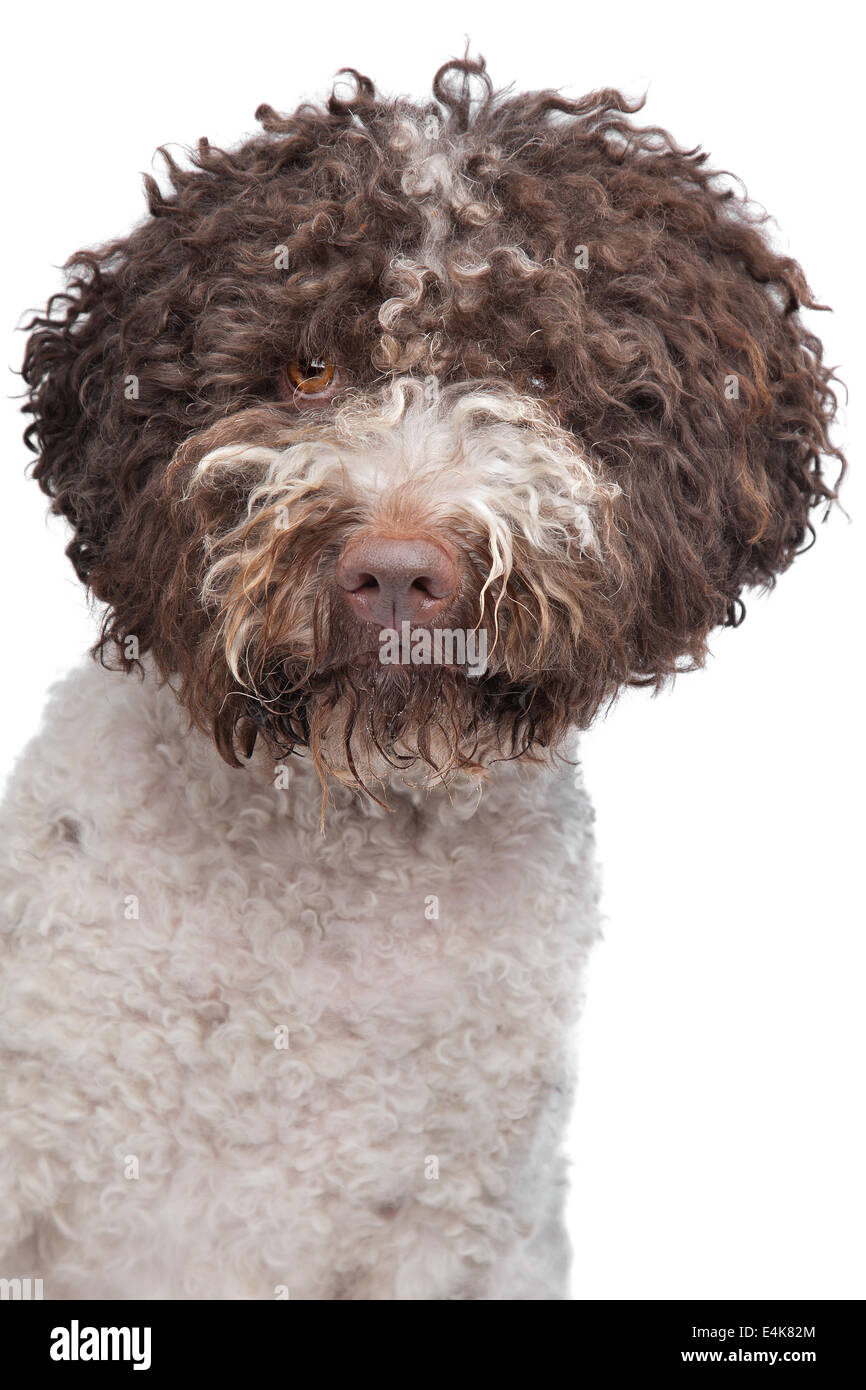 Lagotto romagnola hi-res stock photography and images - Alamy