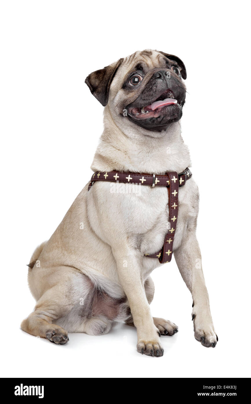 Wrinkled pug hi-res stock photography and images - Alamy