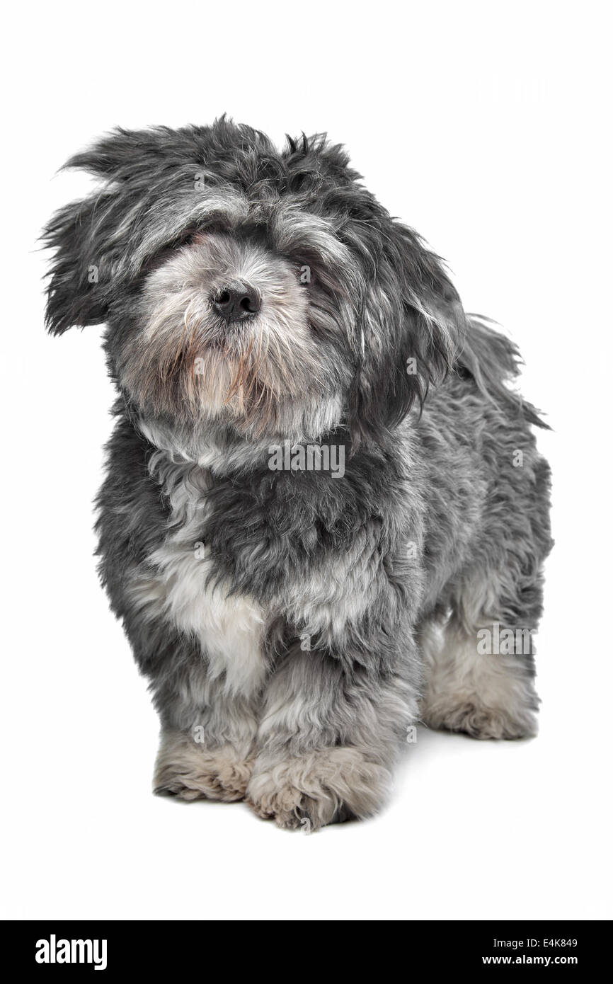 Lhasa apso Cut Out Stock Images & Pictures - Alamy