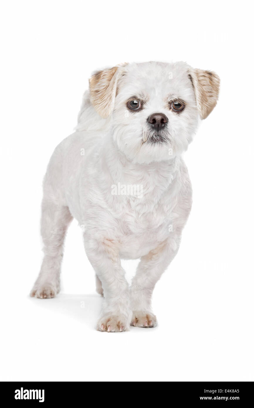 Cross breed dog standing Cut Out Stock Images & Pictures - Alamy