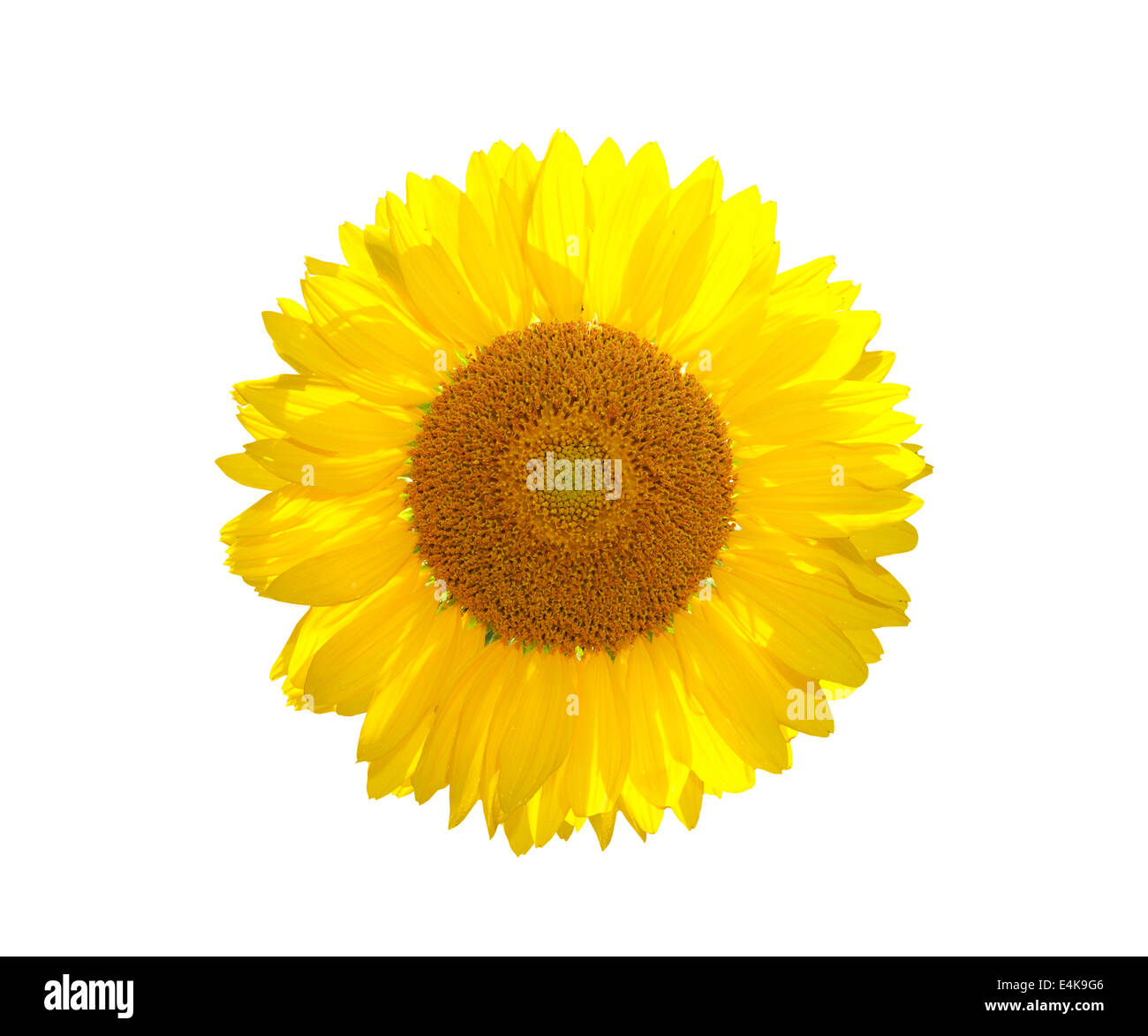 Yellow sunflowers sunflower seeds Cut Out Stock Images & Pictures - Alamy