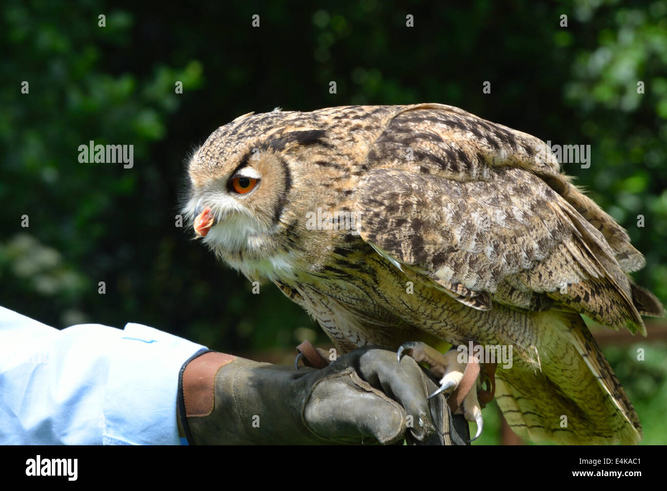 Wise perching owl hi-res stock photography and images - Alamy
