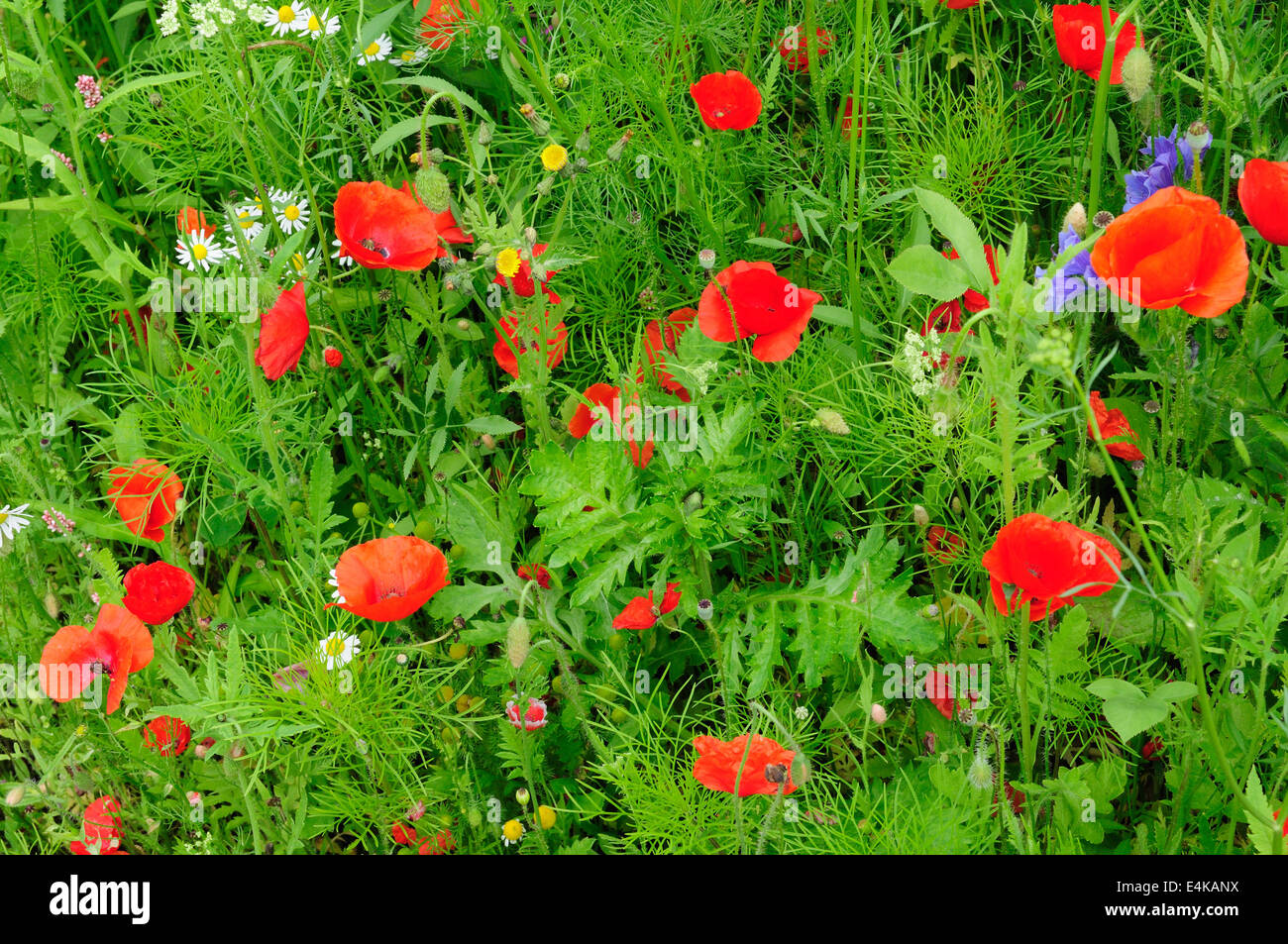 Red poppies in an organic planted meadow Stock Photo - Alamy