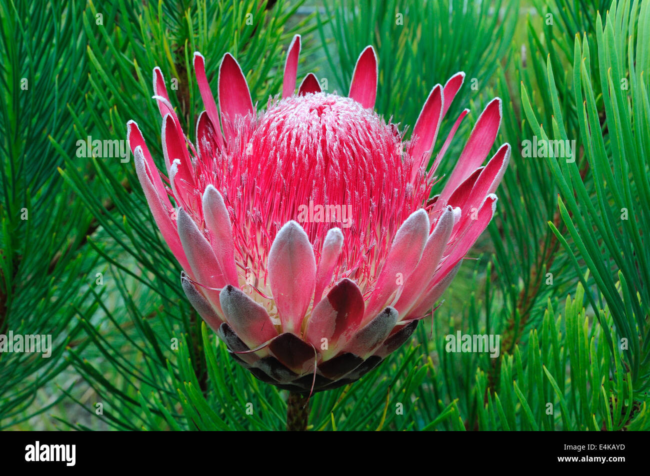 Proteaceae hi-res stock photography and images - Alamy