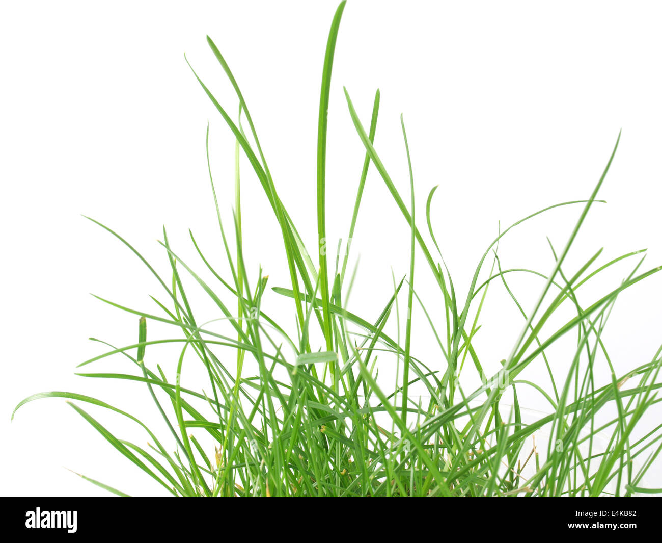 Green grass meadow Stock Photo - Alamy