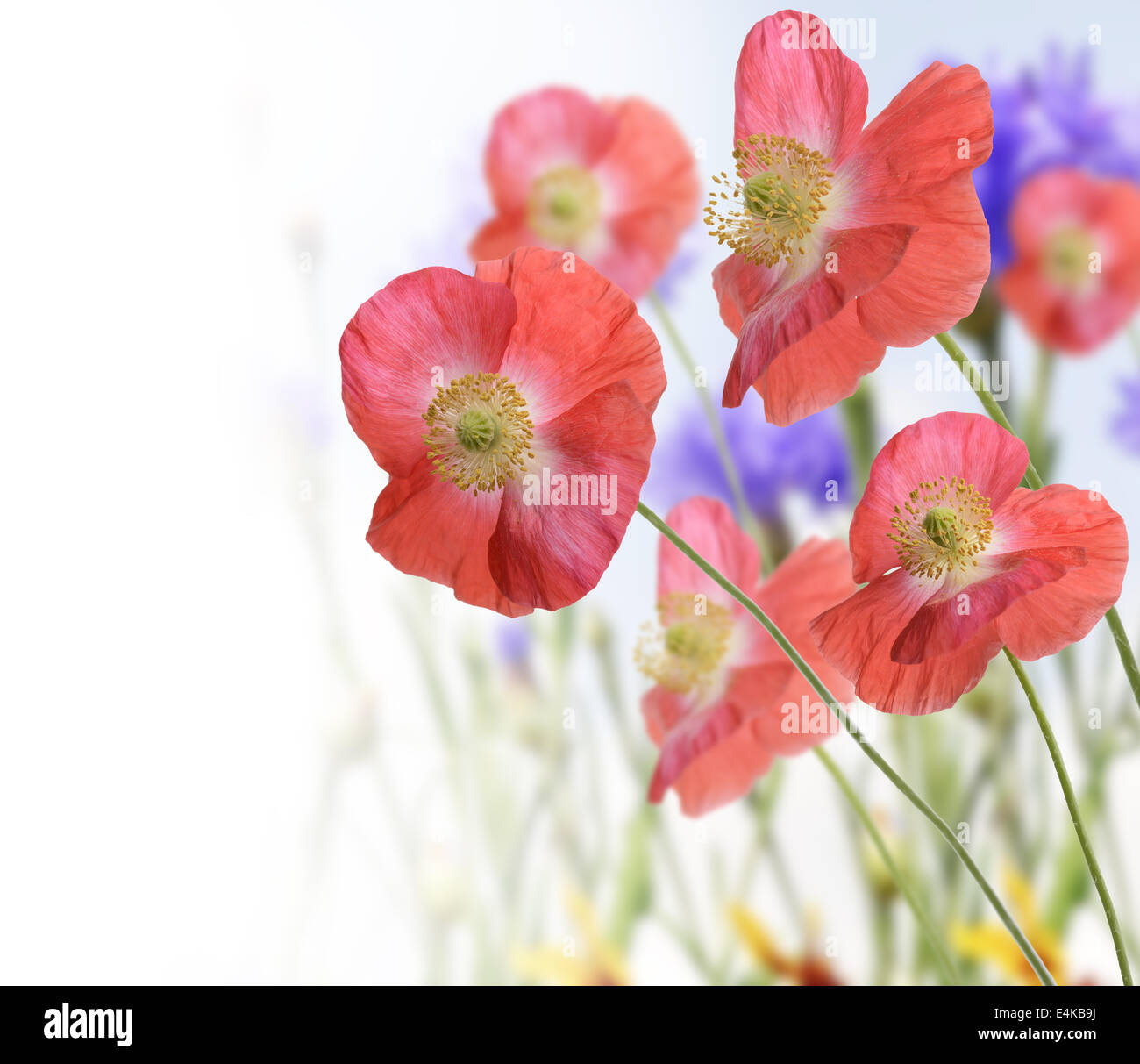Poppy flower flowers wildflower hi-res stock photography and images - Alamy