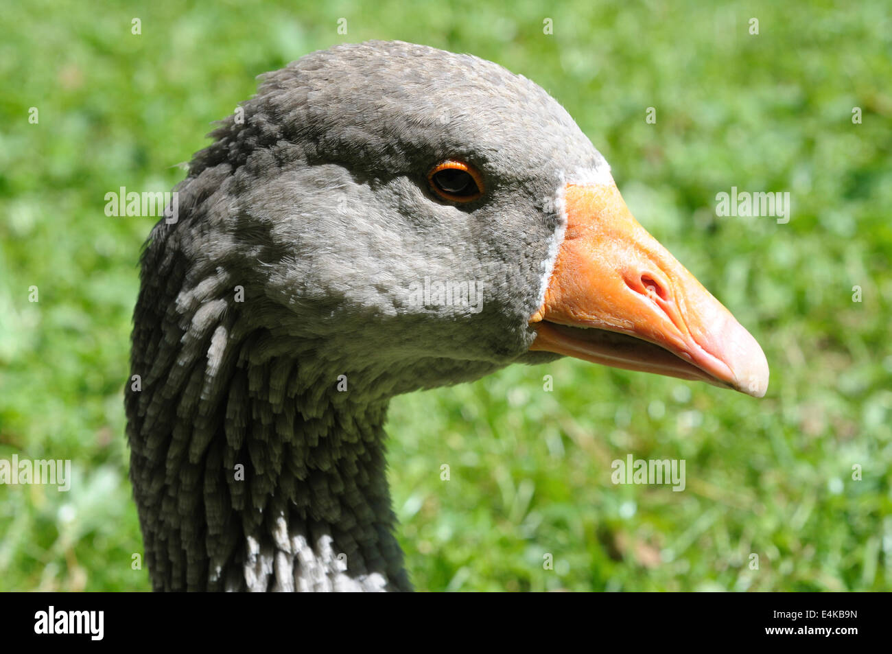 portrait of a goose Stock Photo - Alamy