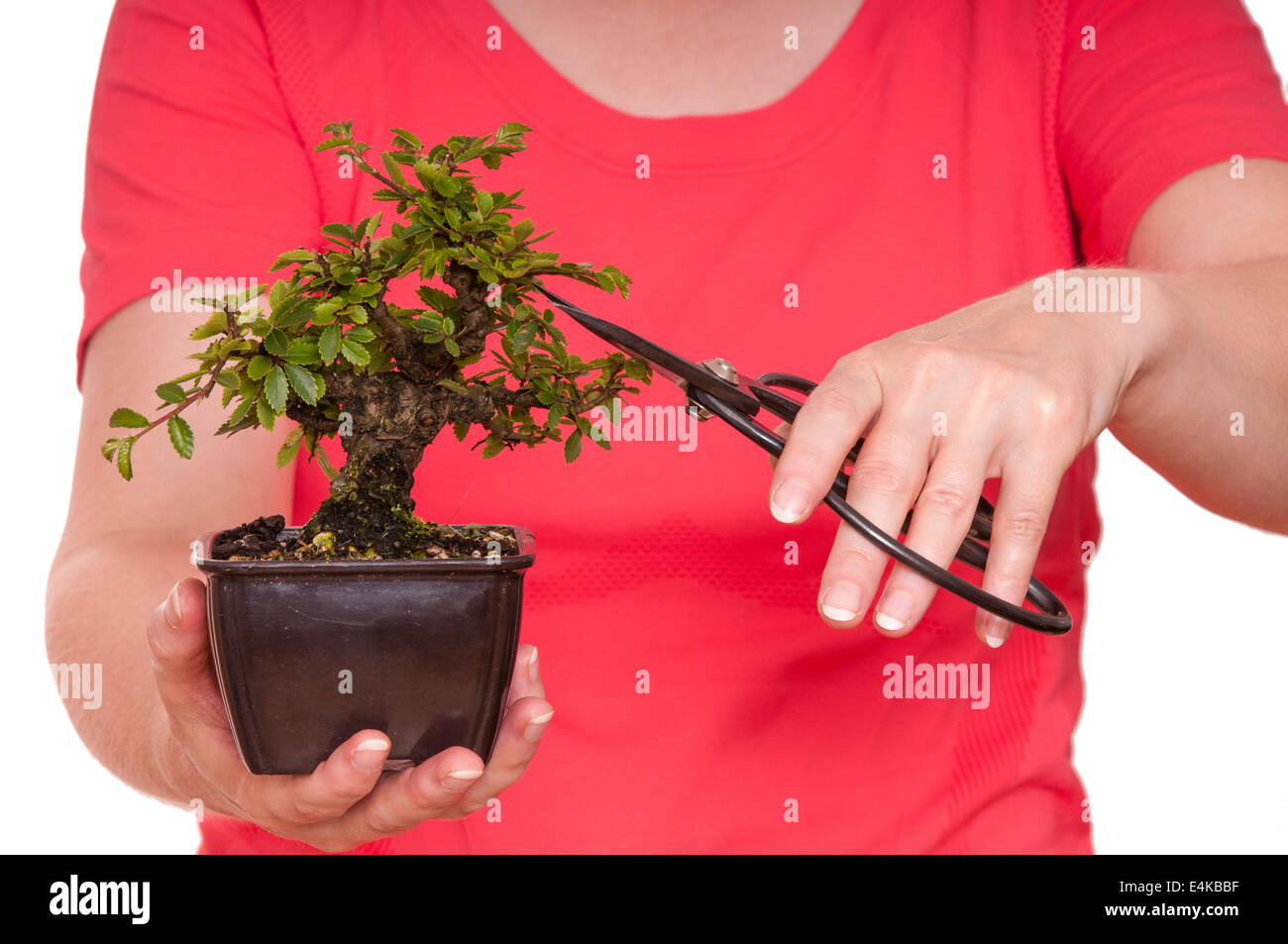 Bonsaischere hi-res stock photography and images - Alamy