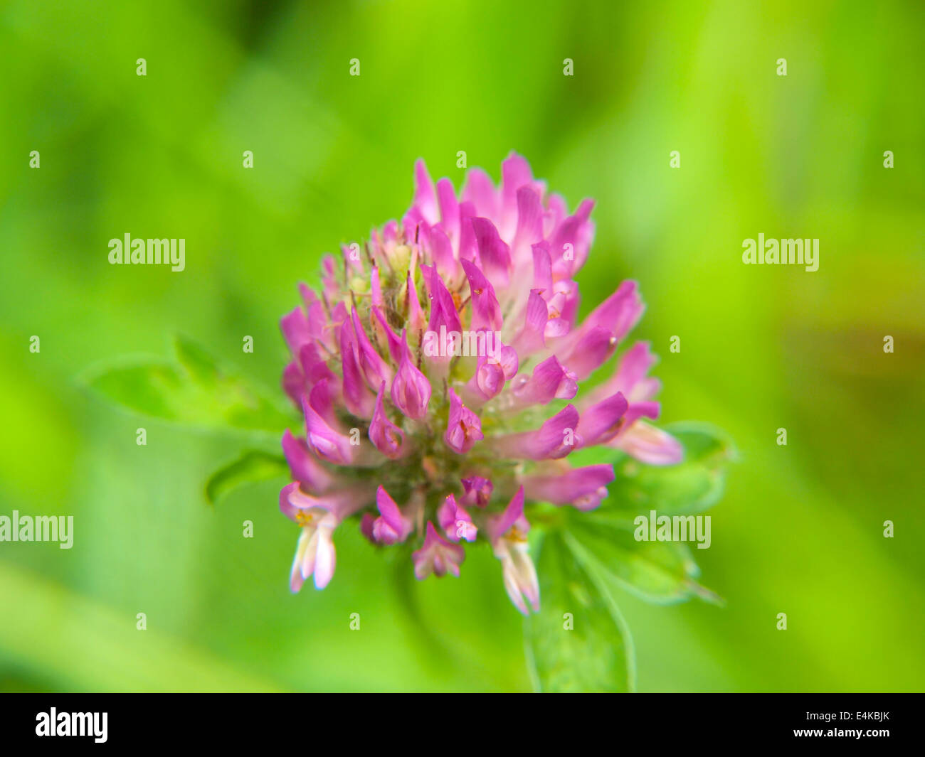 Red clover tea hi-res stock photography and images - Alamy