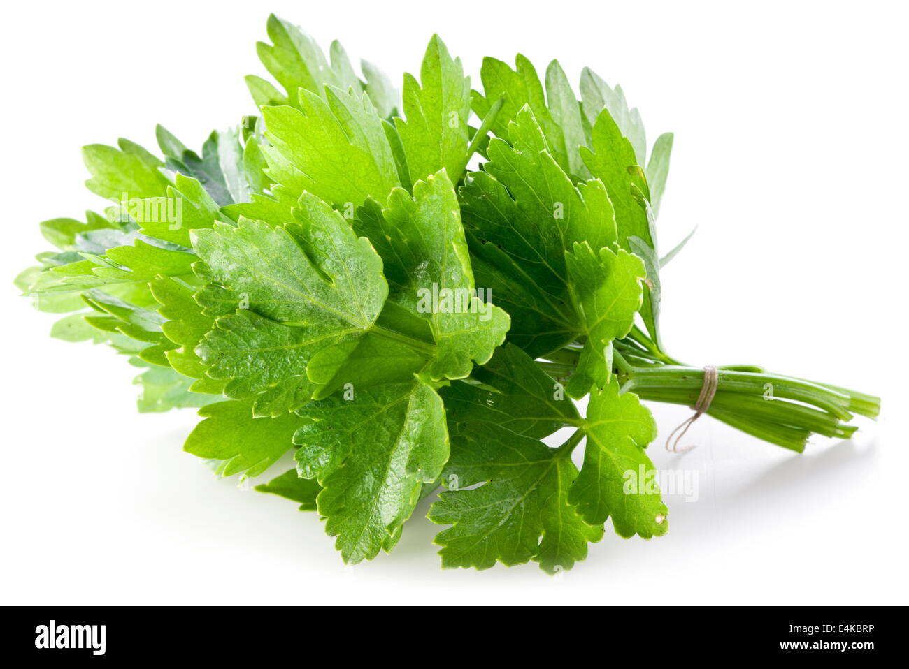 Bunch of green coriander on a white background Stock Photo - Alamy