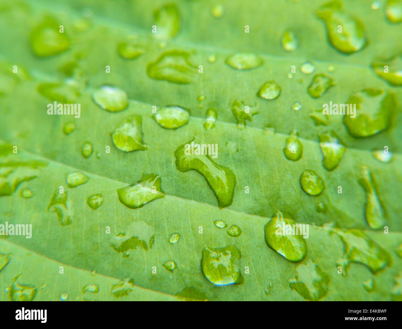 Moist leaf surface hi-res stock photography and images - Alamy